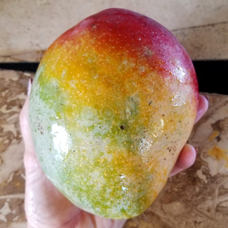 How to Make Mango Puree - Burlesque Moms